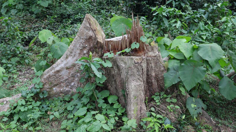 Root Stump of a Large Felled Tree in the Forest Stock Photo - Image of ...