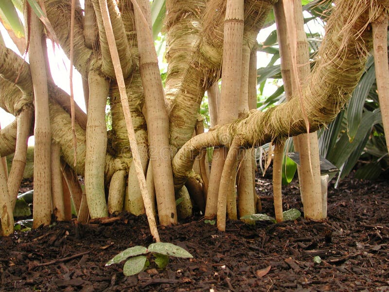Root system stock image. Image of woody, tubers, green - 1017201