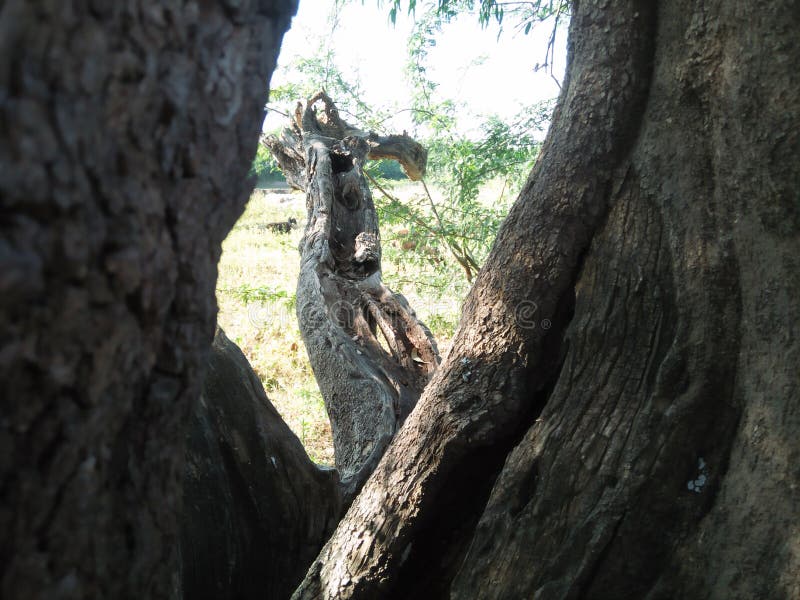Root of Bay Fig Tree,root System Above Ground. Stock Image - Image of ...