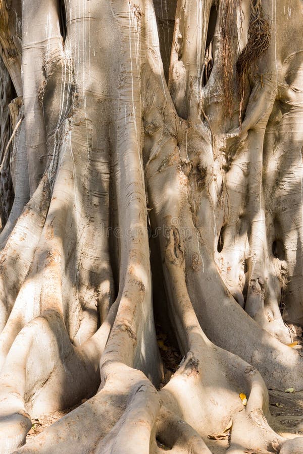 Root system above ground stock image. Image of wood, large - 50887689