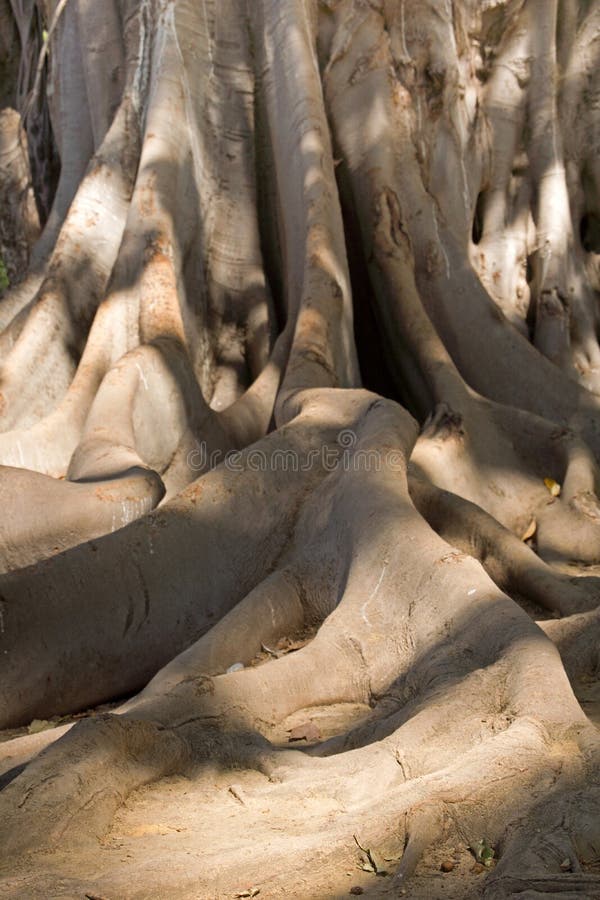 Root system above ground stock photo. Image of roots - 50888118