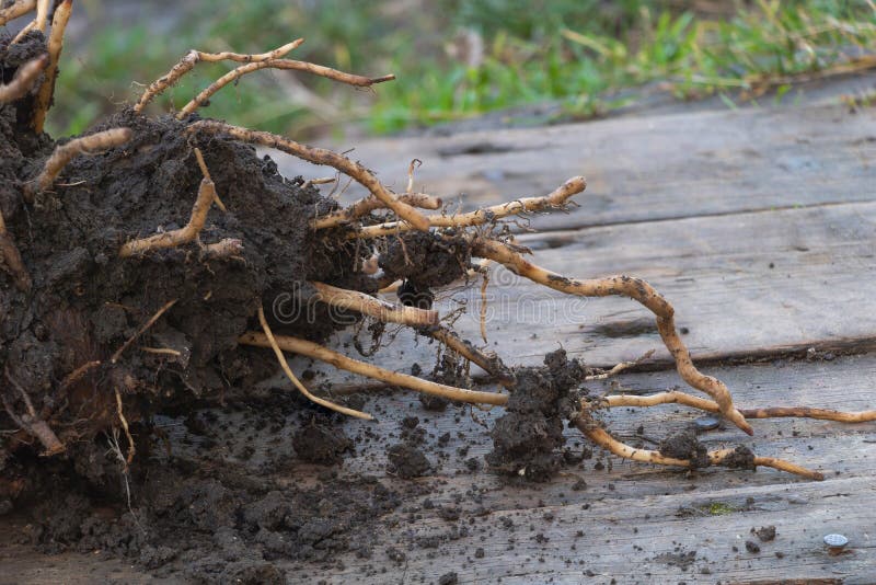 The Root System on the Cala Zantedeschia Plant Close Up - in Process of ...