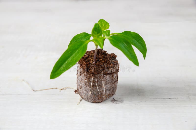 The Root System of a Bell Pepper Seedling in a Peat Tablet is Well ...