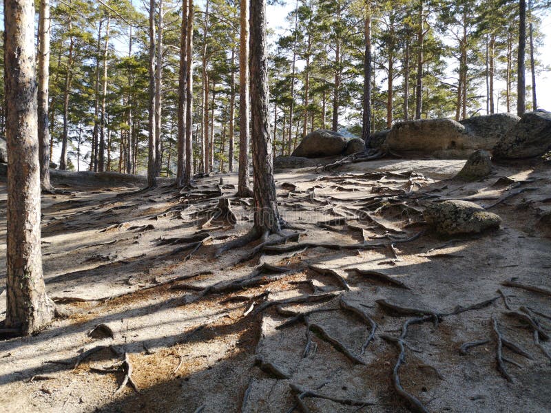 The Root System of Coniferous Trees in the Mountain Forest Stock Photo ...