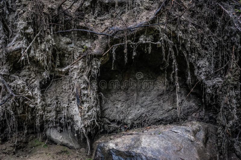 Root System Covered with Soil, Dirt, Wood and Stones, Placed Deep in a ...