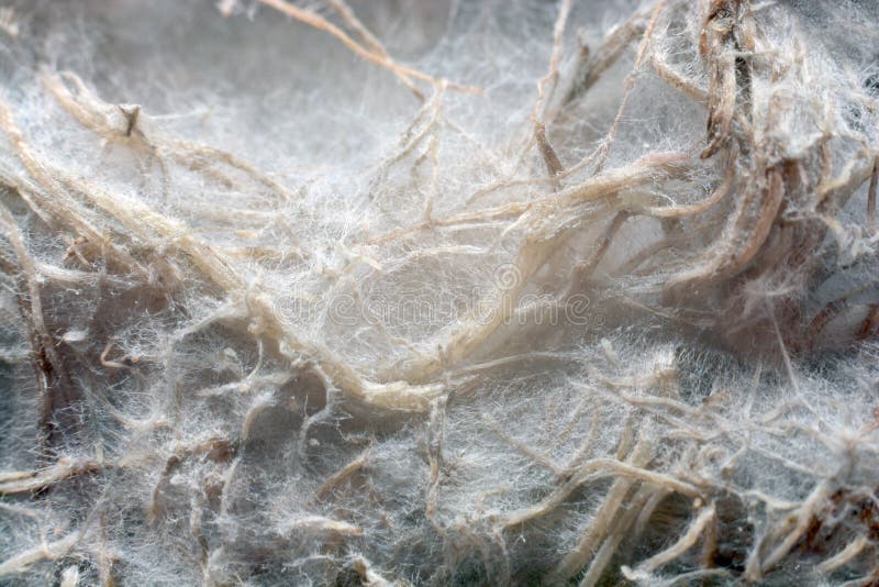 Root System is Covered with White Fiber Stock Image - Image of fungus ...