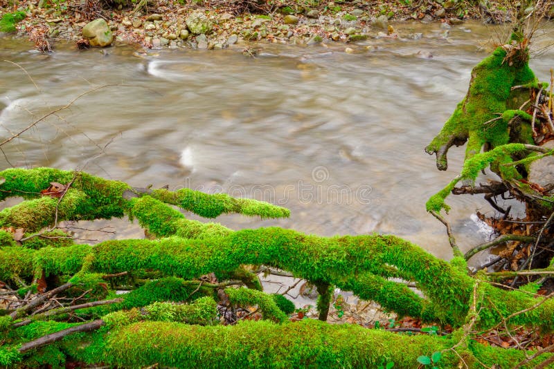 The Root System of a Dead Tree Covered with Moss on the Bank of a ...