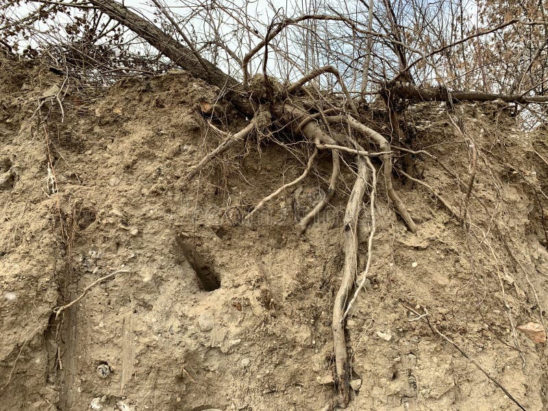 The Root System of the Excavated Tree. the Roots of a Plant on a Sandy ...