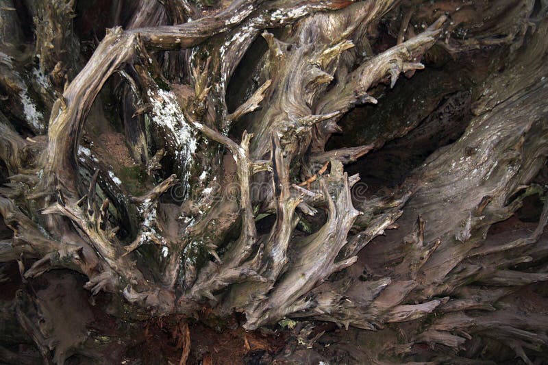 California Redwood Root System Stock Photos - Free & Royalty-Free Stock ...