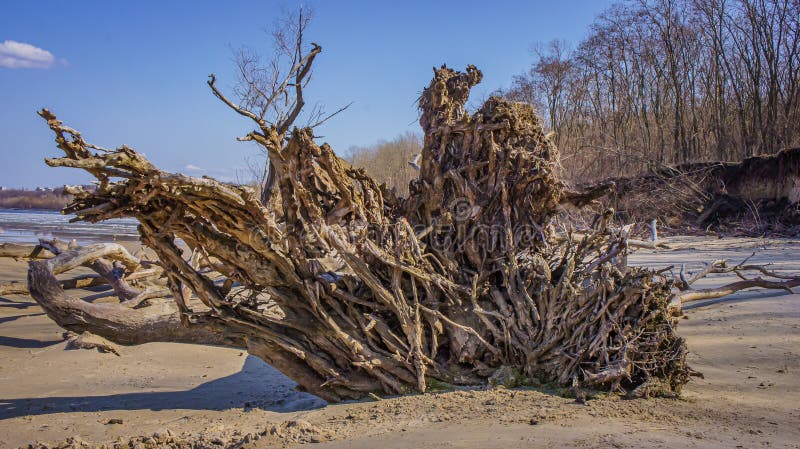 Root System of a Fallen Tree on the Beach. Stock Photo - Image of ...