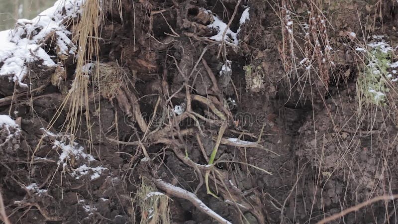 Root System of the Fallen Tree Ripped Out of the Snow Forest Stock ...