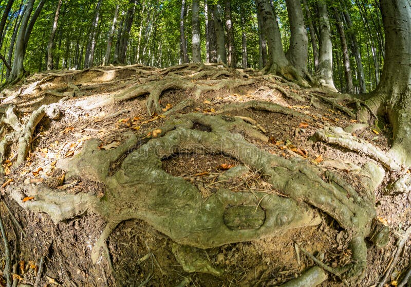 Root system stock image. Image of nature, forest, root - 294095393
