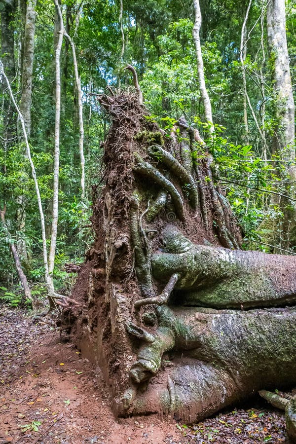 Root System of Giant Fallen Tree in Rainforest, Queensland, Australia ...