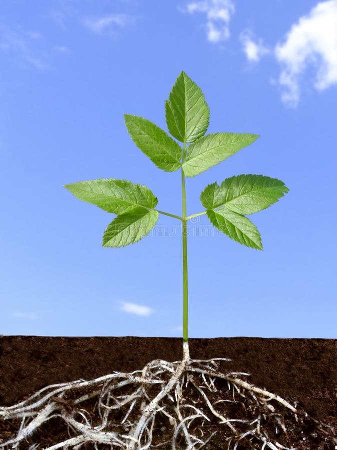 Root System of Green Plant. Stock Image - Image of nature, land: 6770335