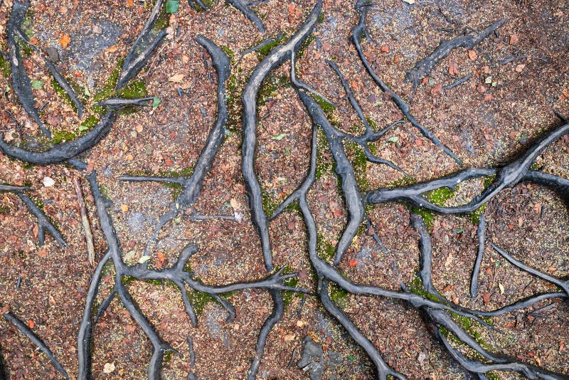 The Root System of a Large Tree in the Forest, Winding Roots Stock ...