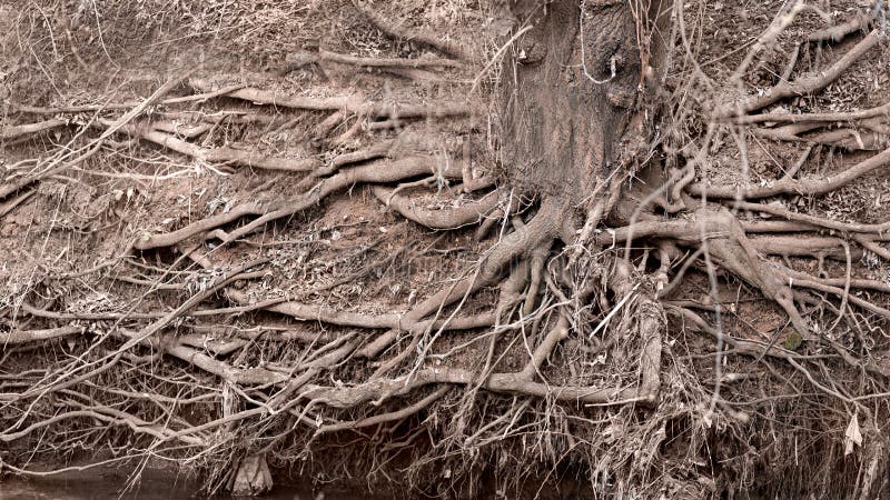 The Root System is the System of a Large Tree on the Surface of the ...