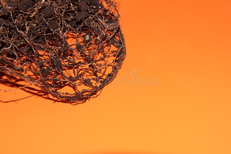The Root System of the Lemon Tree. Roots on a Bright Orange Background ...