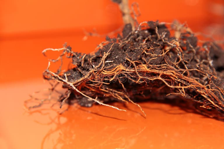 The Root System of the Lemon Tree. Roots on a Bright Orange Background ...