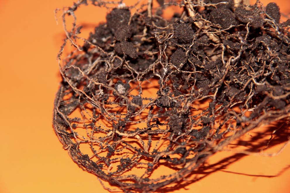 The Root System of the Lemon Tree. Roots on a Bright Orange Background ...