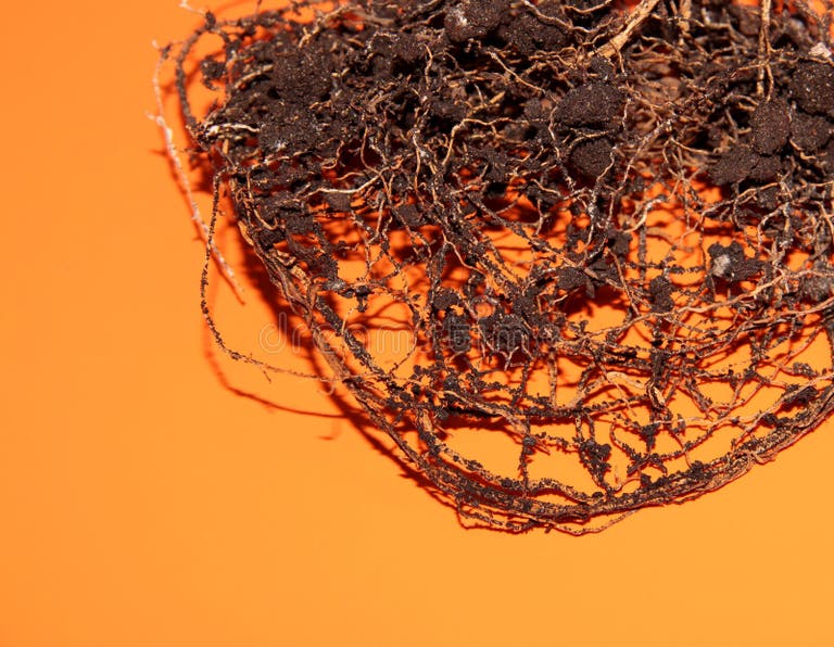 The Root System of the Lemon Tree. Roots on a Bright Orange Background ...