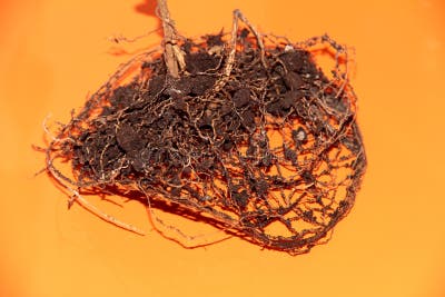 The Root System of the Lemon Tree. Roots on a Bright Orange Background ...