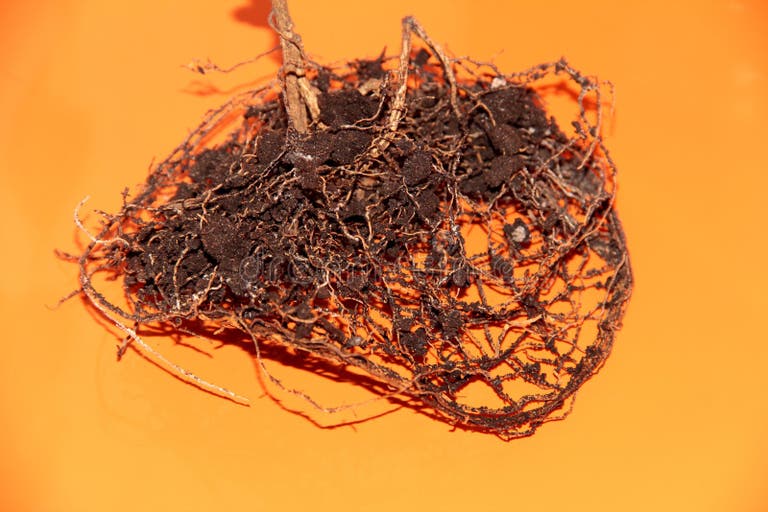 The Root System of the Lemon Tree. Roots on a Bright Orange Background ...