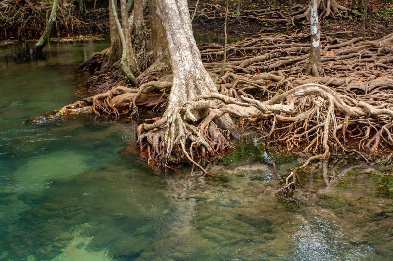 Root System Mangrove Trees Water Horizontal Stock Photos - Free ...