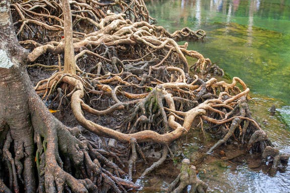 Root System of Mangrove Trees in Water. Horizontal Stock Photo - Image ...
