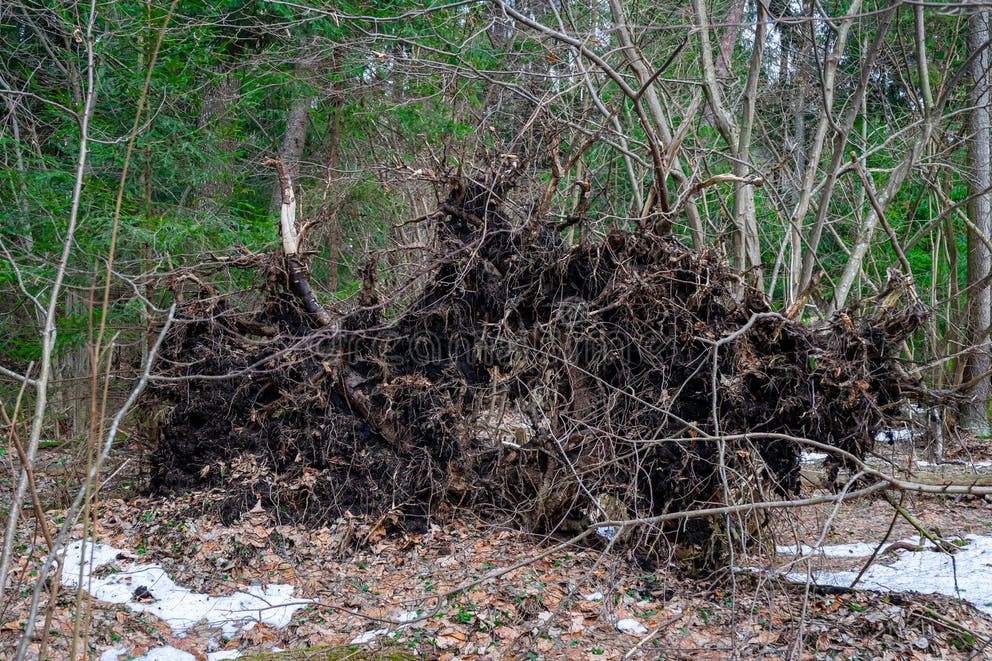 Root System of Massive Fallen Tree Stock Image - Image of deciduous ...