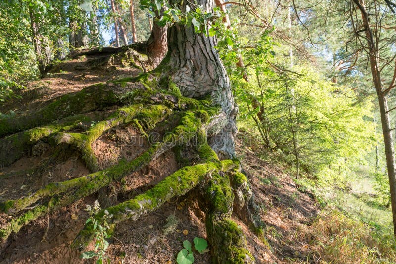 The Root System of an Old Pine Forest Stock Image - Image of natural ...