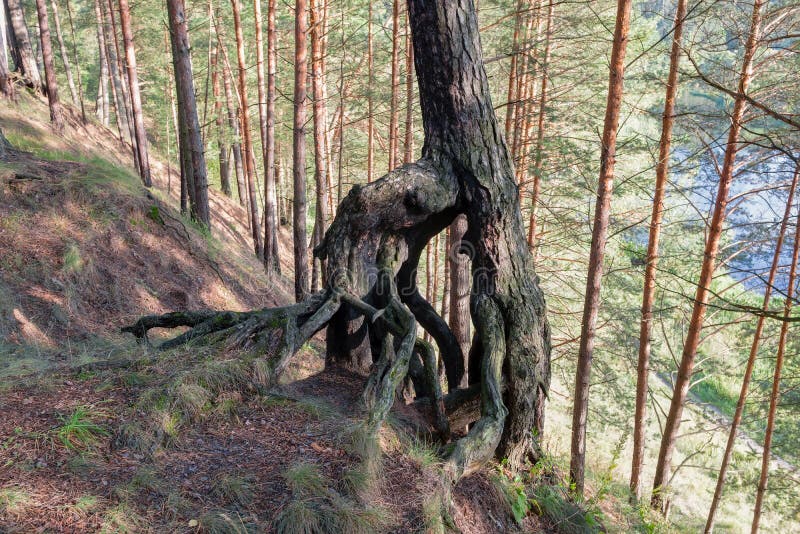 The Root System of an Old Pine Forest Stock Image - Image of natural ...