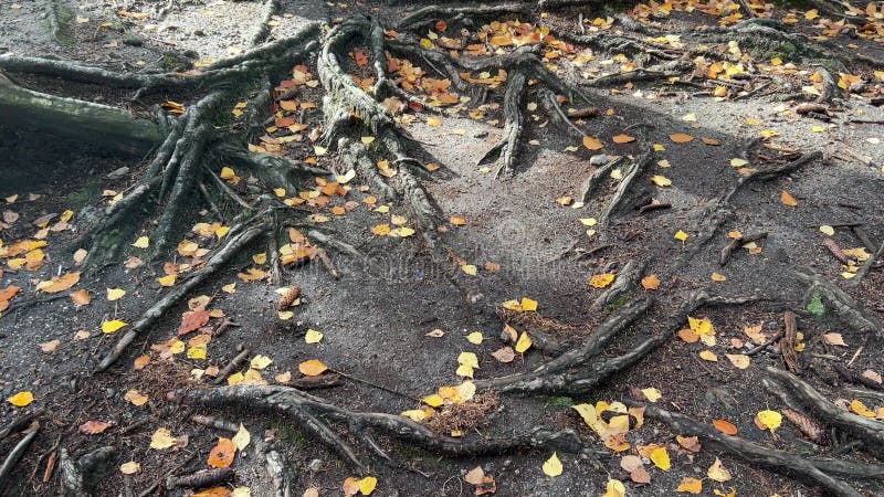 Root System of the Tree Sprouts into the Ground Trunk Green Moss Leaves ...