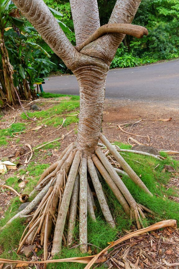 Root System of a Pandanus Tree Stock Image - Image of tree, palm: 180696595