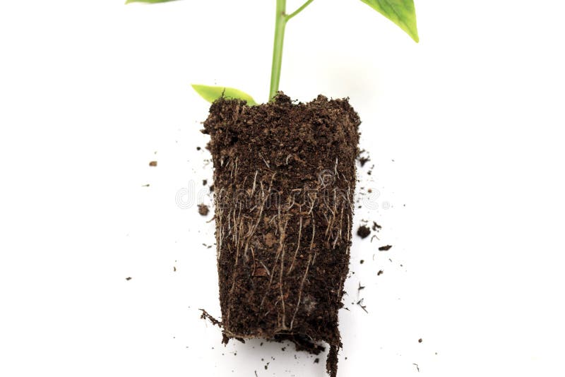 Root System of Pepper Close-up. Healthy Paprika Roots in the Ground ...