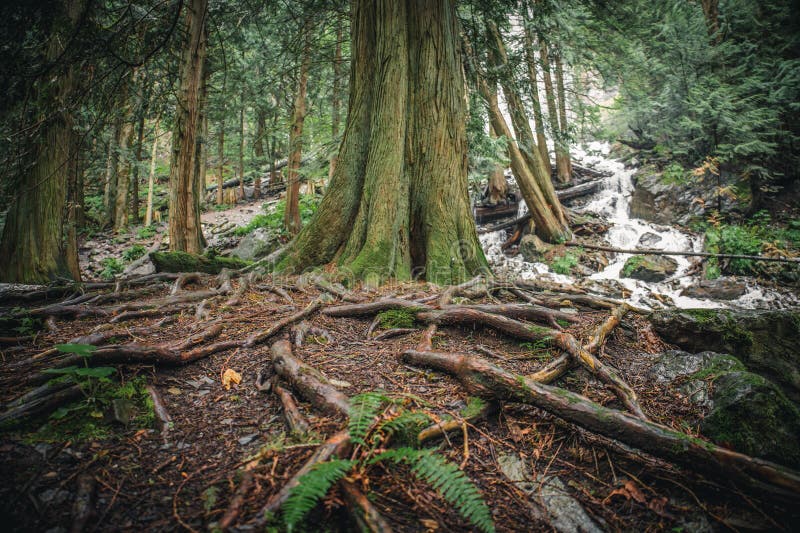 Root system of pine tree stock photo. Image of environment - 269638614