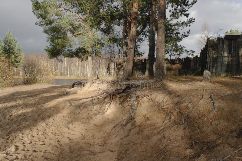 The Root System of Pine Trees on a Sandy Run Stock Photo - Image of ...