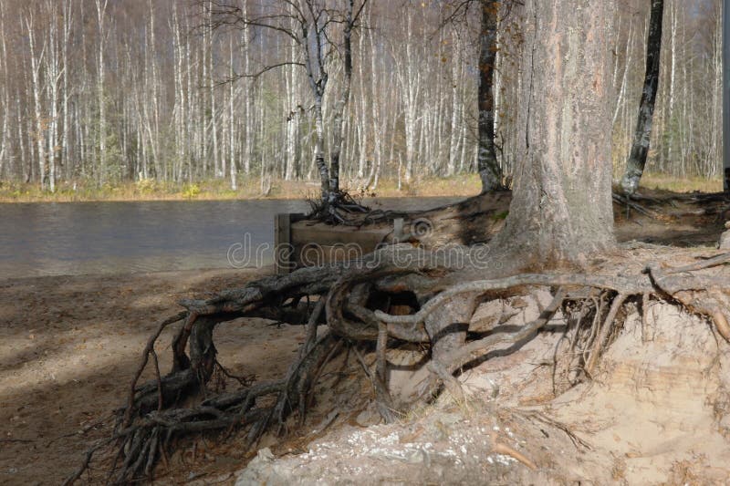 The Root System of Pine Trees on a Sandy Run Stock Photo - Image of ...