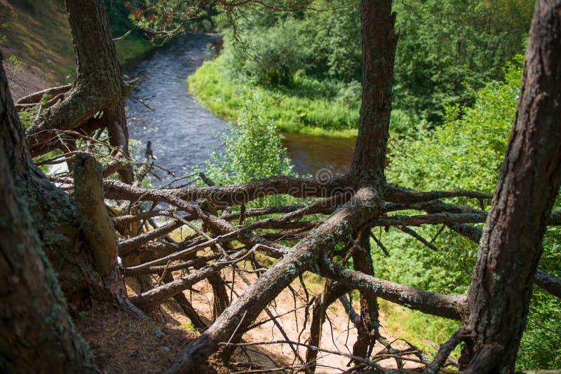 Root system of pines stock photo. Image of river, rock - 109443708
