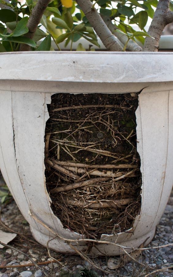 The root system of a plant stock photo. Image of planter - 212207228