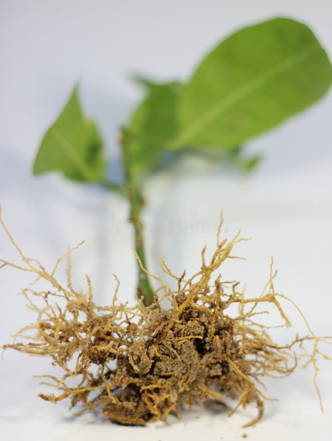 Root system stock photo. Image of plant, lemon, root - 65463772