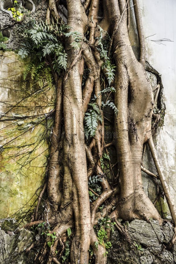 Root system stock photo. Image of life, details, transportation - 67413172