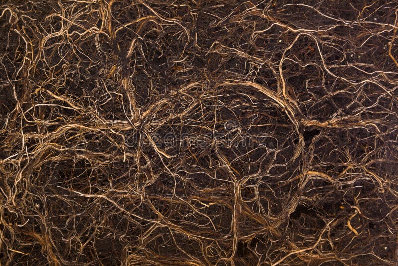 The Root System of an Aloe Vera Plant after Being Pulled from a Garden ...