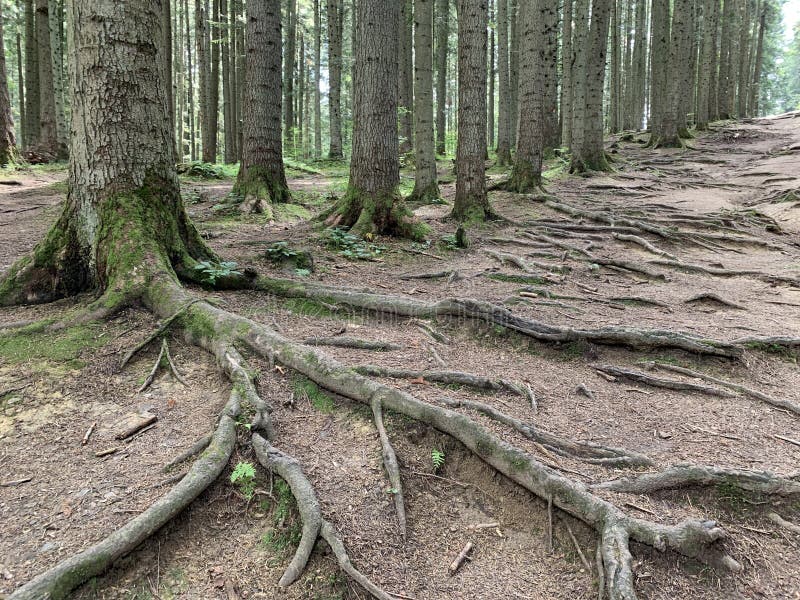 The Root System of Tall Forest Trees. Forest Road among Huge Pines. Old ...
