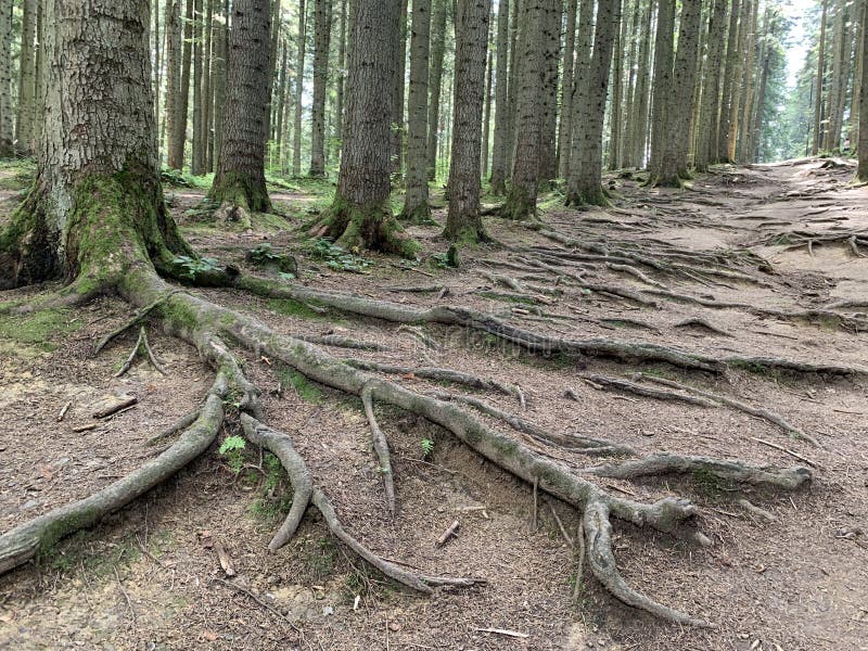 The Root System of Tall Forest Trees. Forest Road among Huge Pines. Old ...