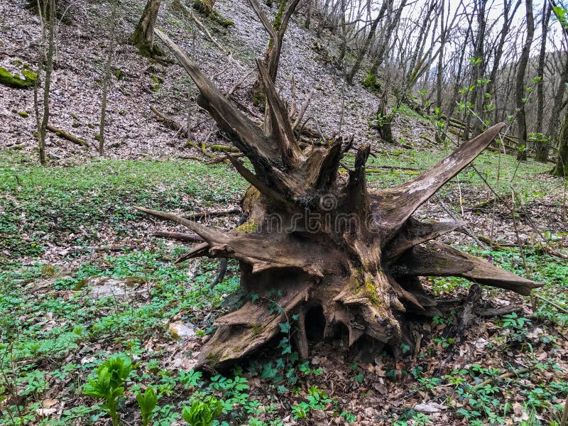 Felled Tree Lying in the Forest Stock Photo - Image of coniferous ...