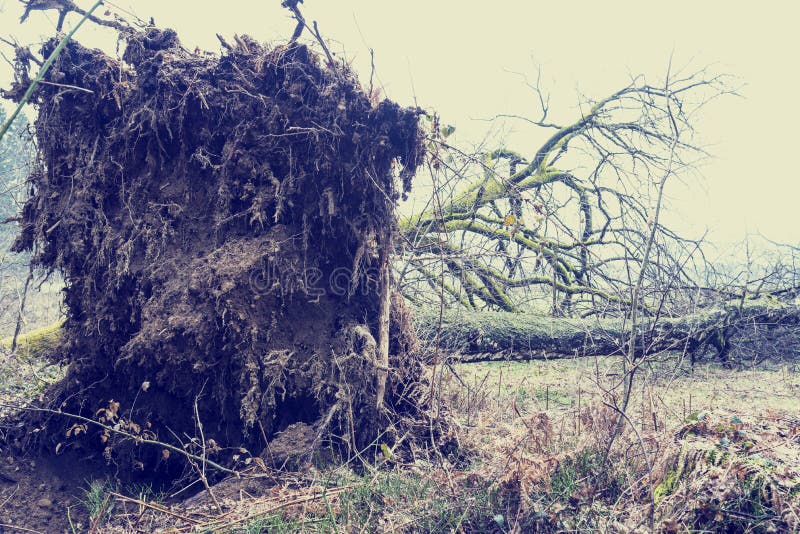Root System of a Tree Felled in a Storm Stock Photo - Image of ...