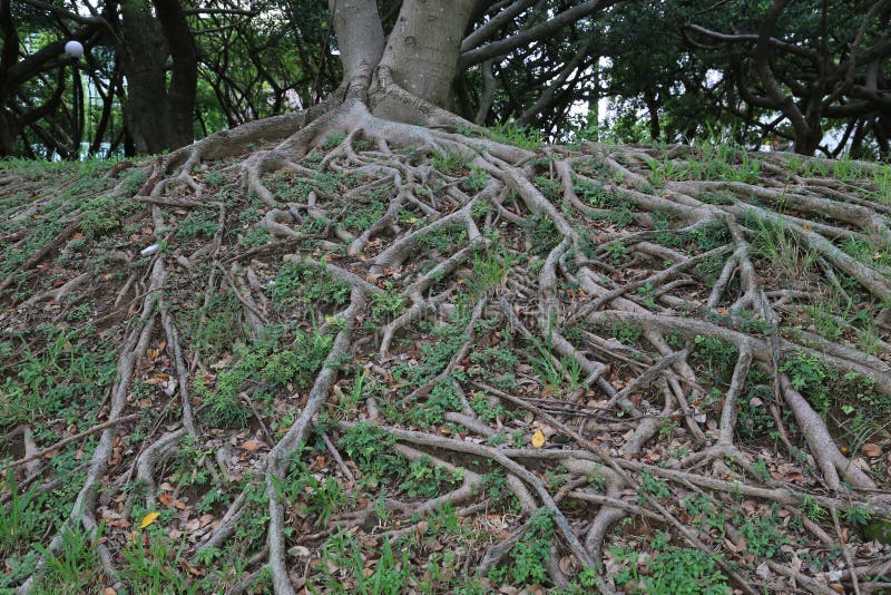 Root System of a Tree stock photo. Image of water, tree - 73896714