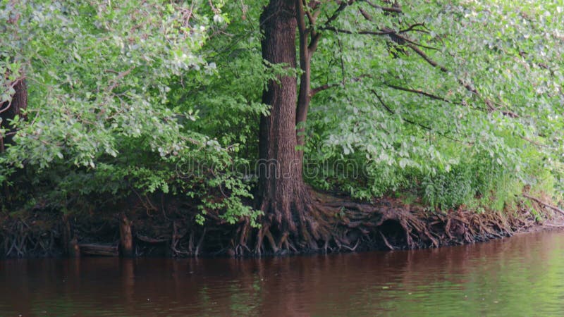 Tree Root System Near the Lake Dying Plant Old Fall Withered Stock ...