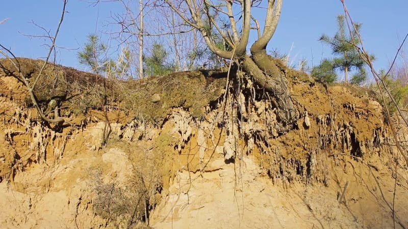 Tree Root System Near the Lake Dying Plant Old Fall Withered Stock ...