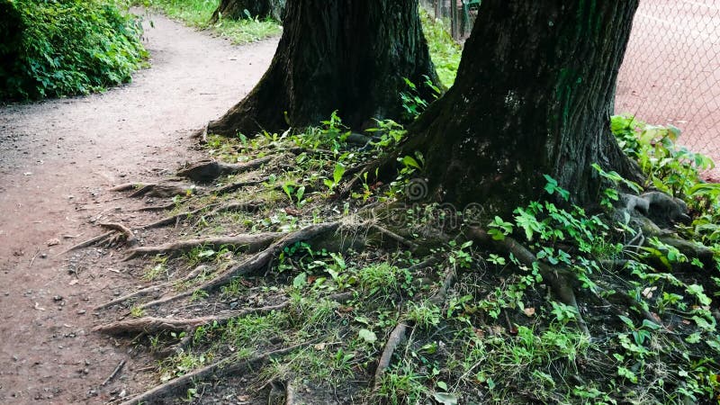 Root System of the Tree Sprouts into the Ground Trunk Green Moss Leaves ...